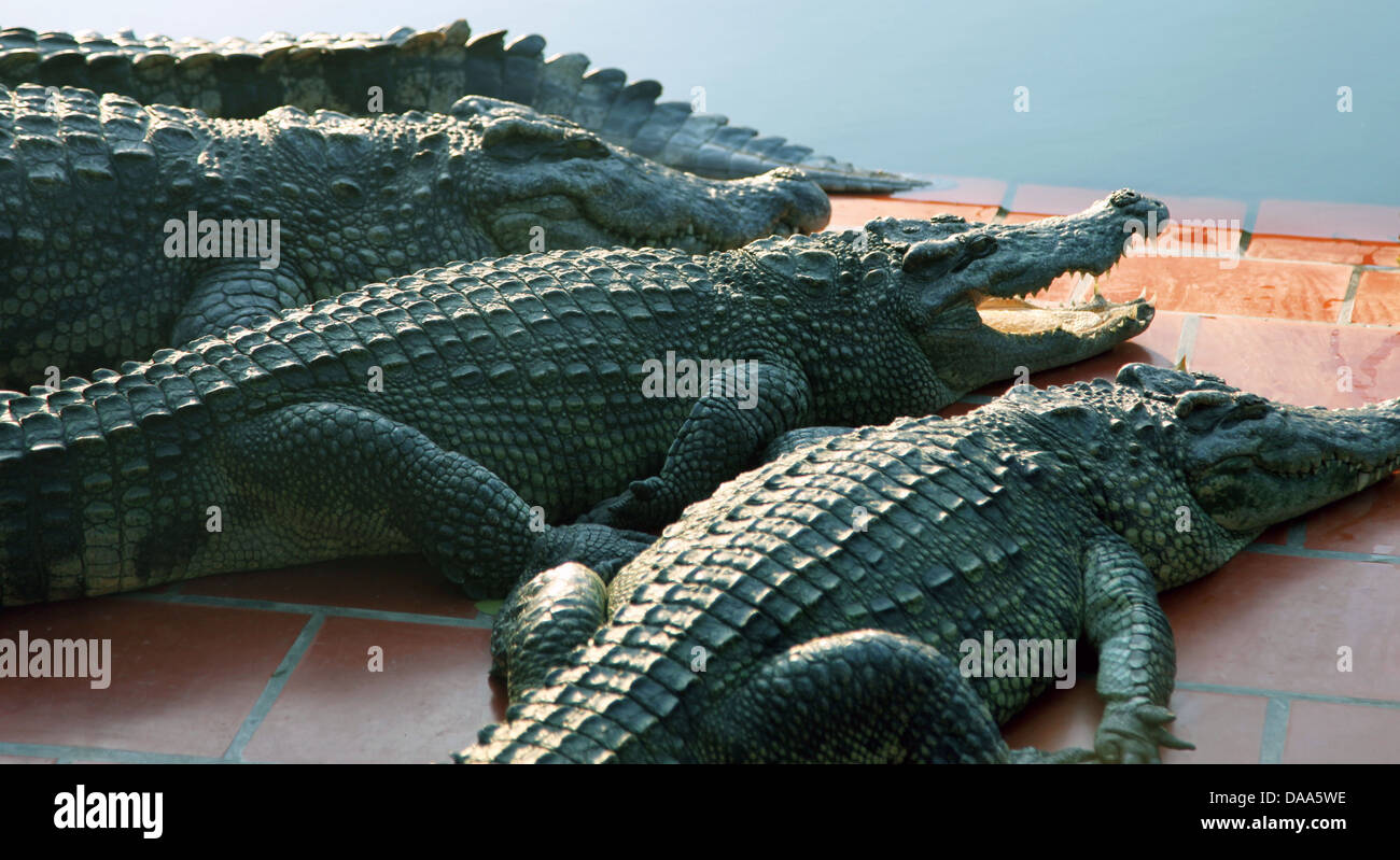 Scary crocodile hi-res stock photography and images - Alamy