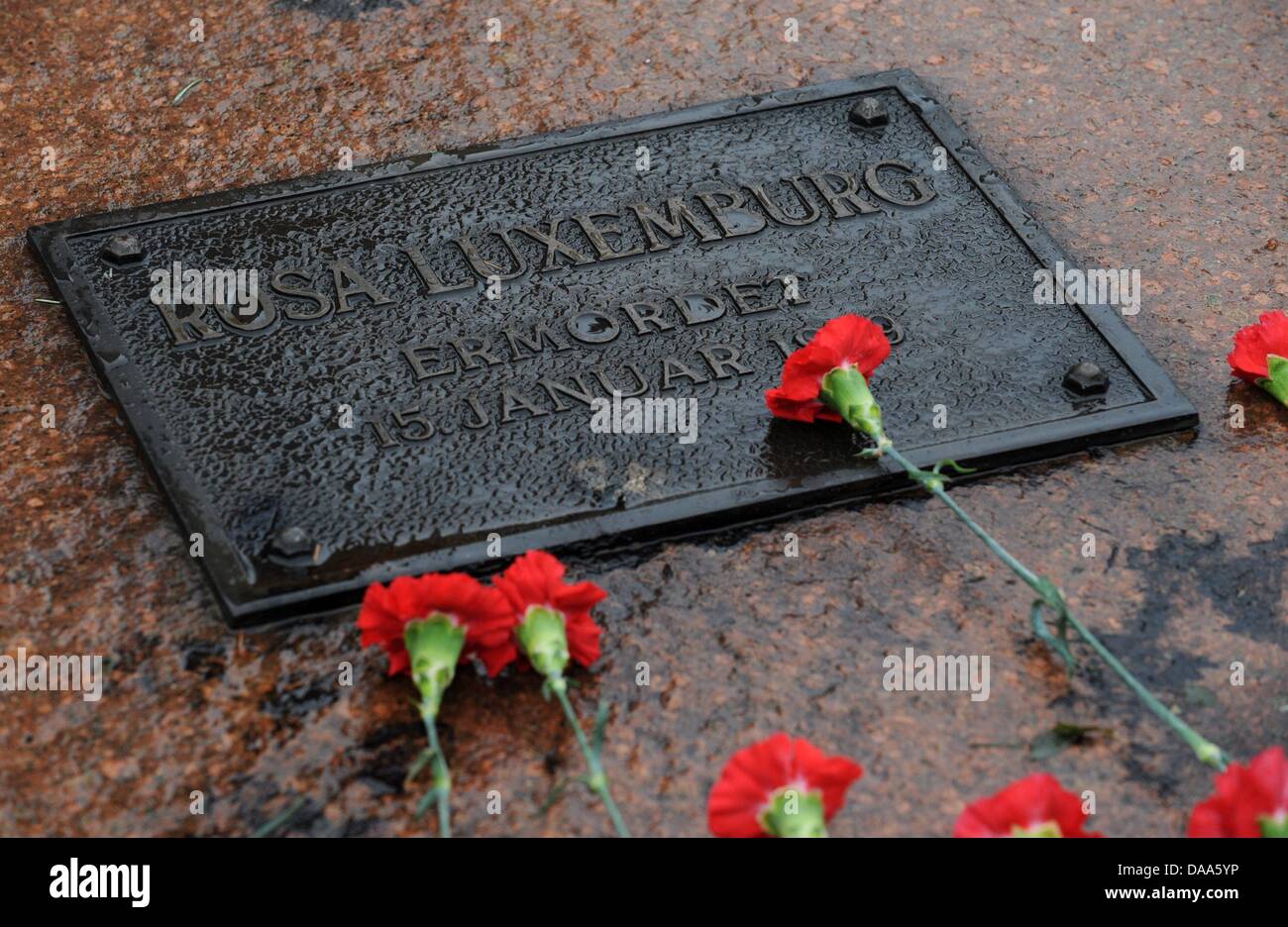 Red carnations lie on the grave of Rosa Luxemburg in Berlin, Germany ...