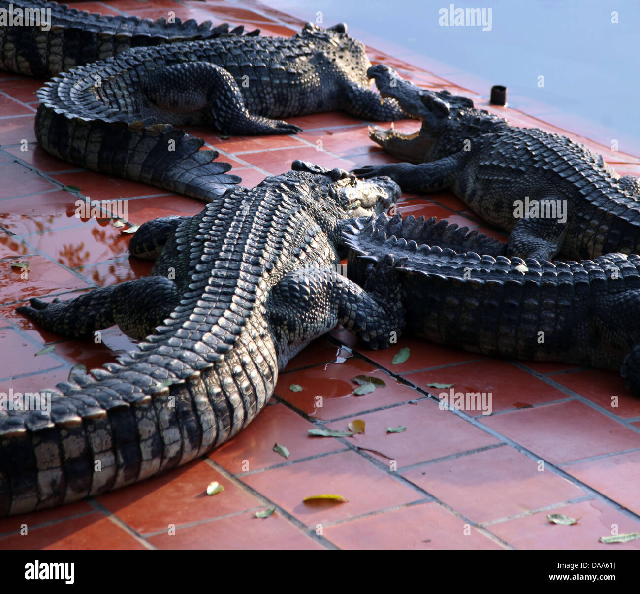 Scary crocodile hi-res stock photography and images - Alamy