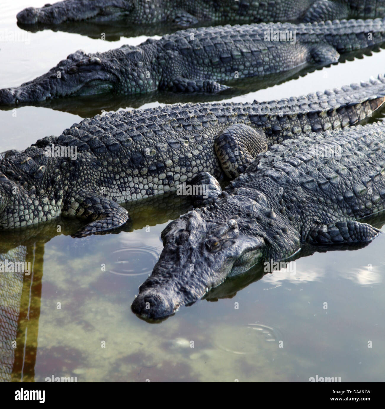 Scary crocodile hi-res stock photography and images - Alamy