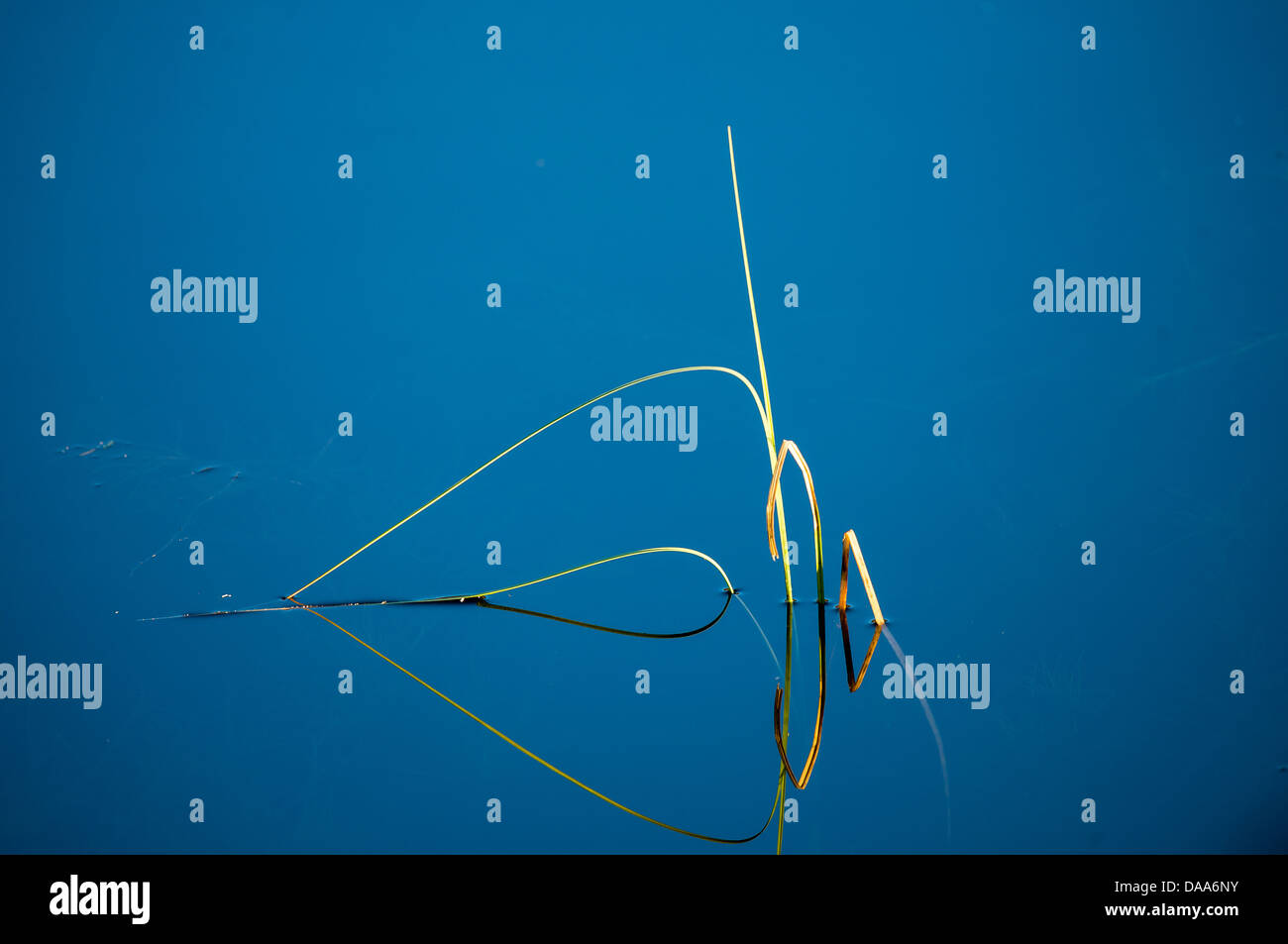 Scottish Loch Reeds Stock Photo - Alamy