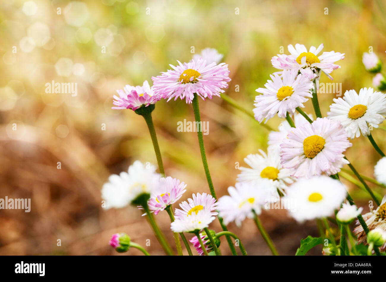 Cute daisies on the green field background Stock Photo - Alamy