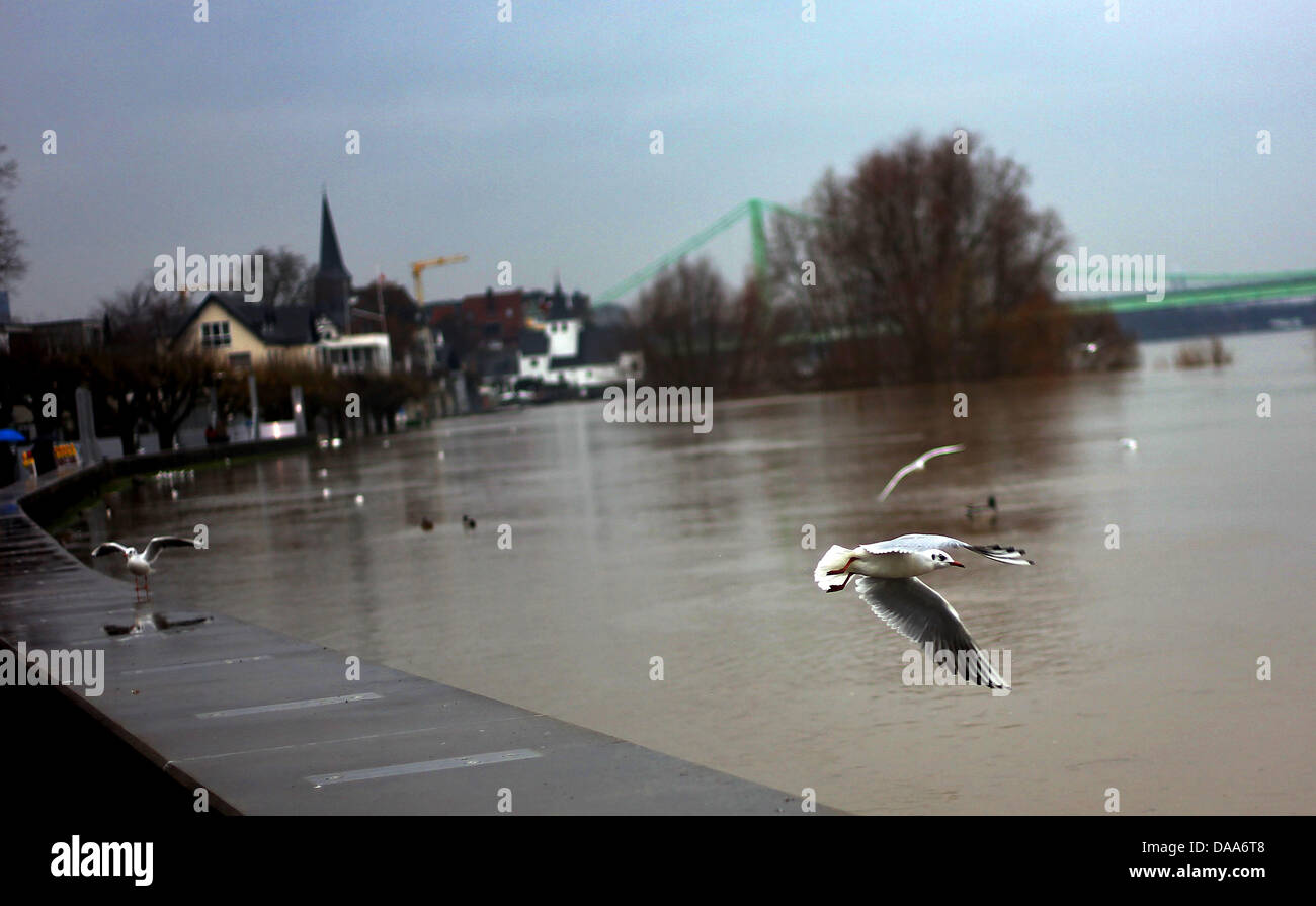 A seagull flies over the flood waters of Rhine river in Cologne ...