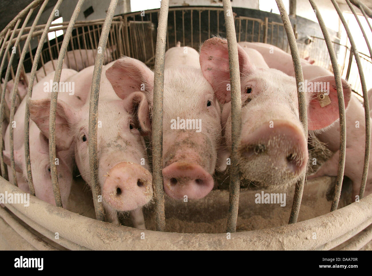 Contain farm animals hi-res stock photography and images - Alamy