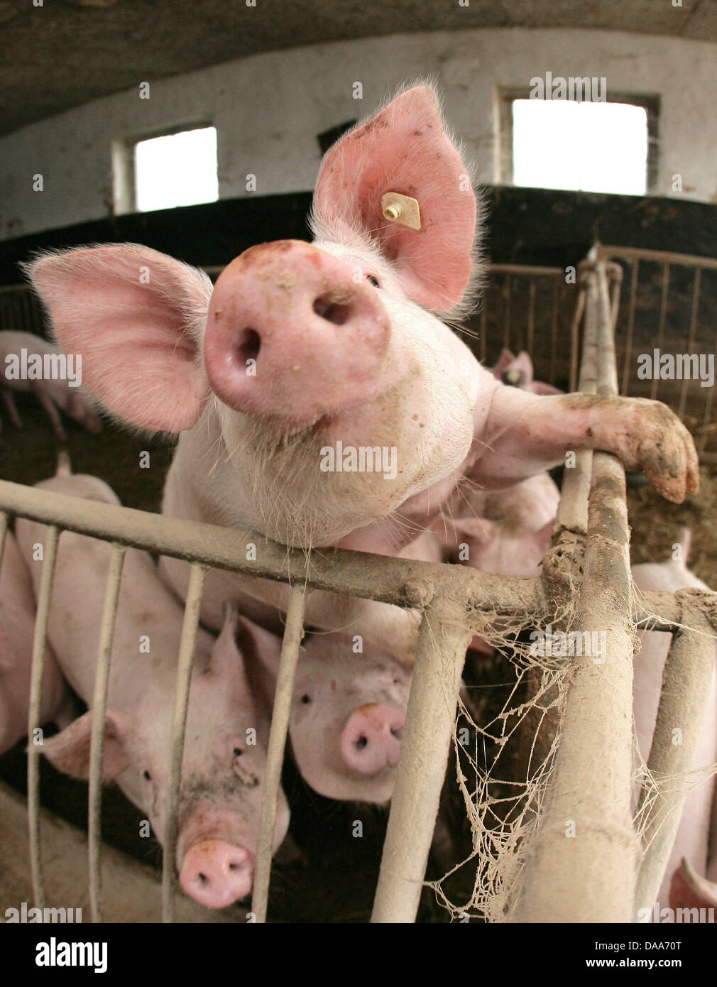 Germany pigs in pig farm hi-res stock photography and images - Alamy