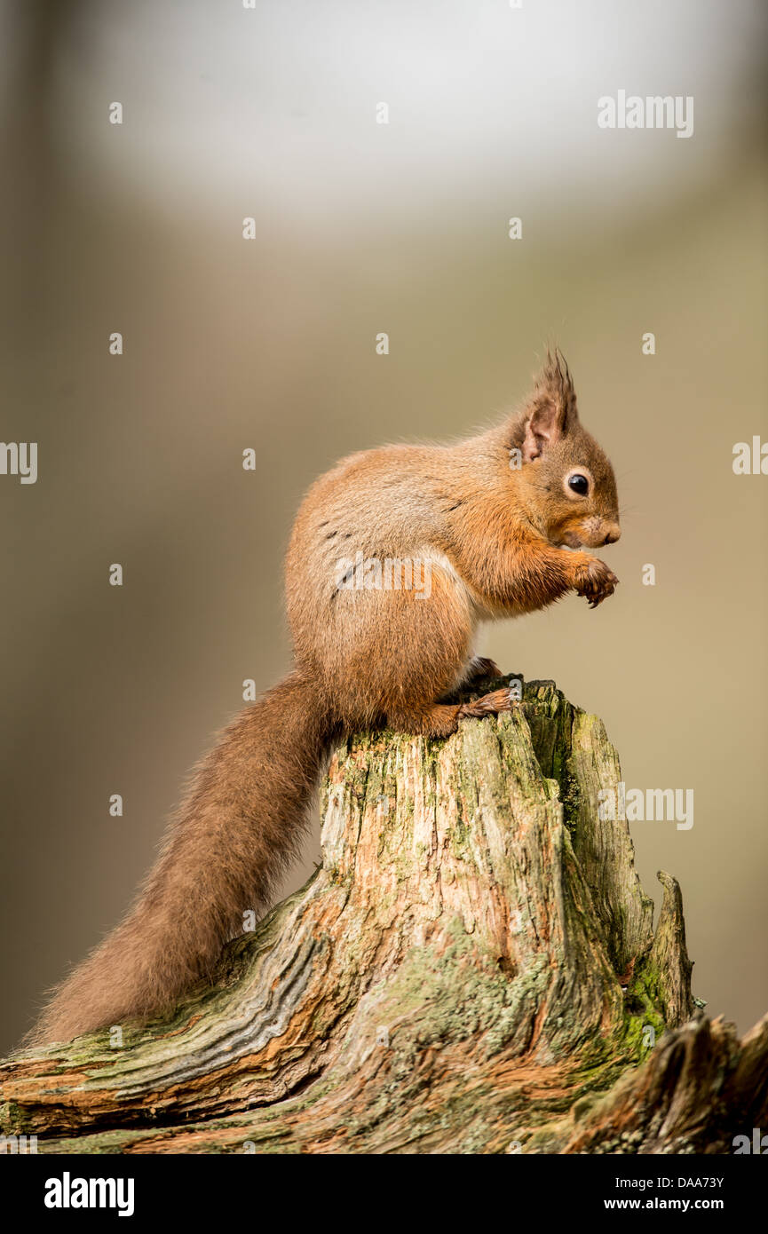 Red Squirrel eating Stock Photo - Alamy