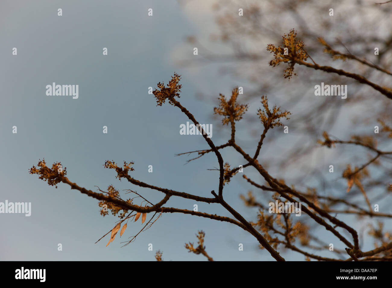 Pocenia hi-res stock photography and images - Alamy