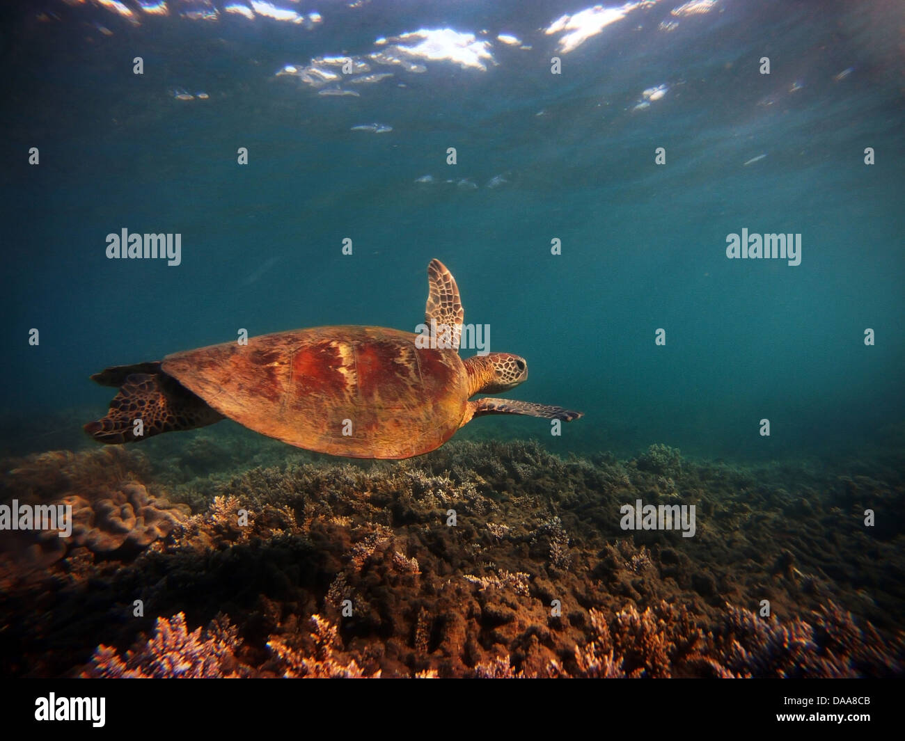Australian Turtles High Resolution Stock Photography and Images - Alamy