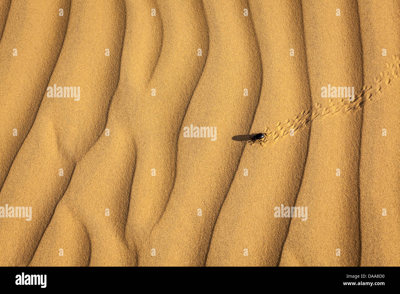 Scarab (Scarabaeus) beetle on desert sand dune Stock Photo - Alamy