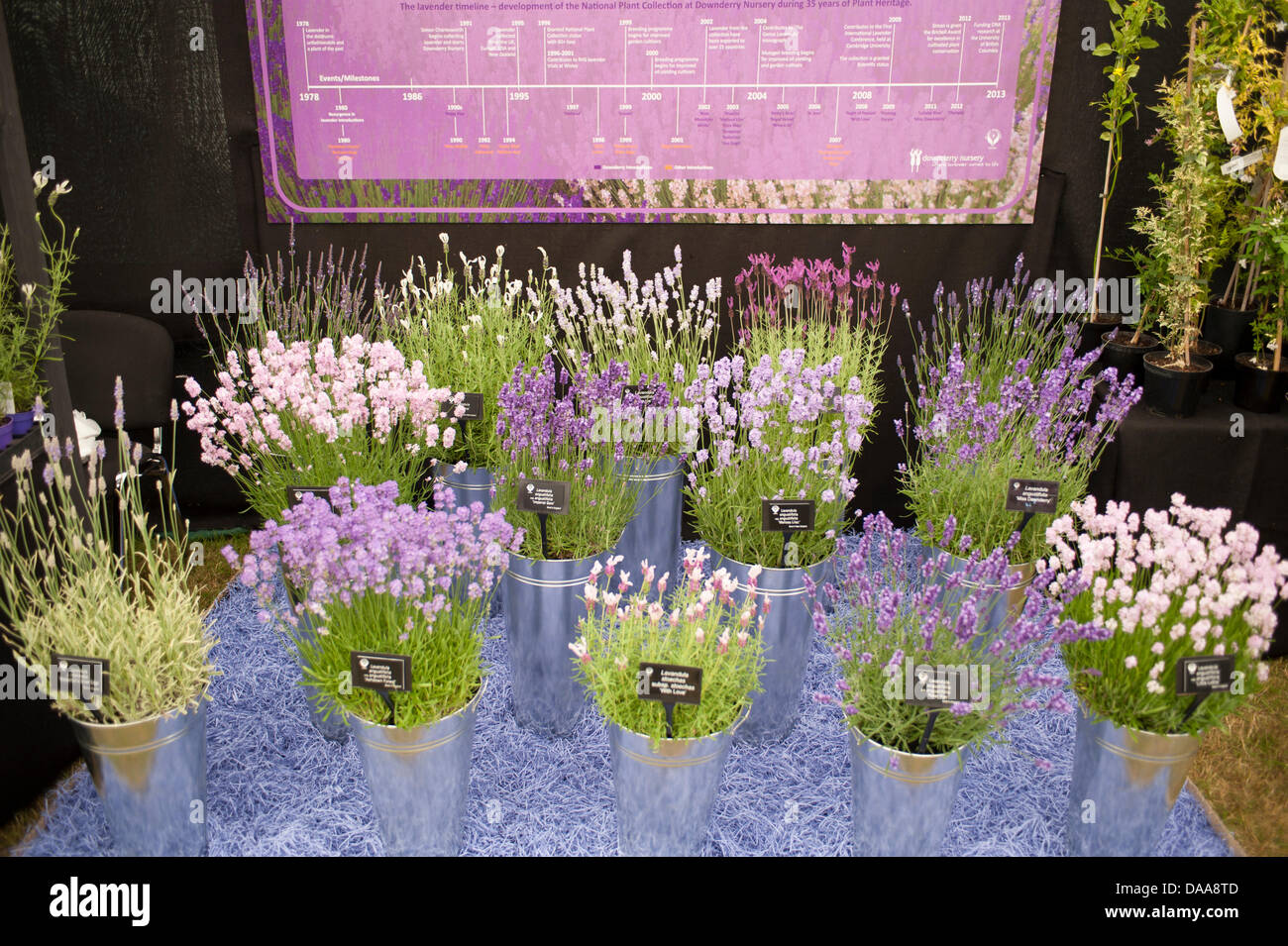 Display of lavender varieties hi-res stock photography and images - Alamy