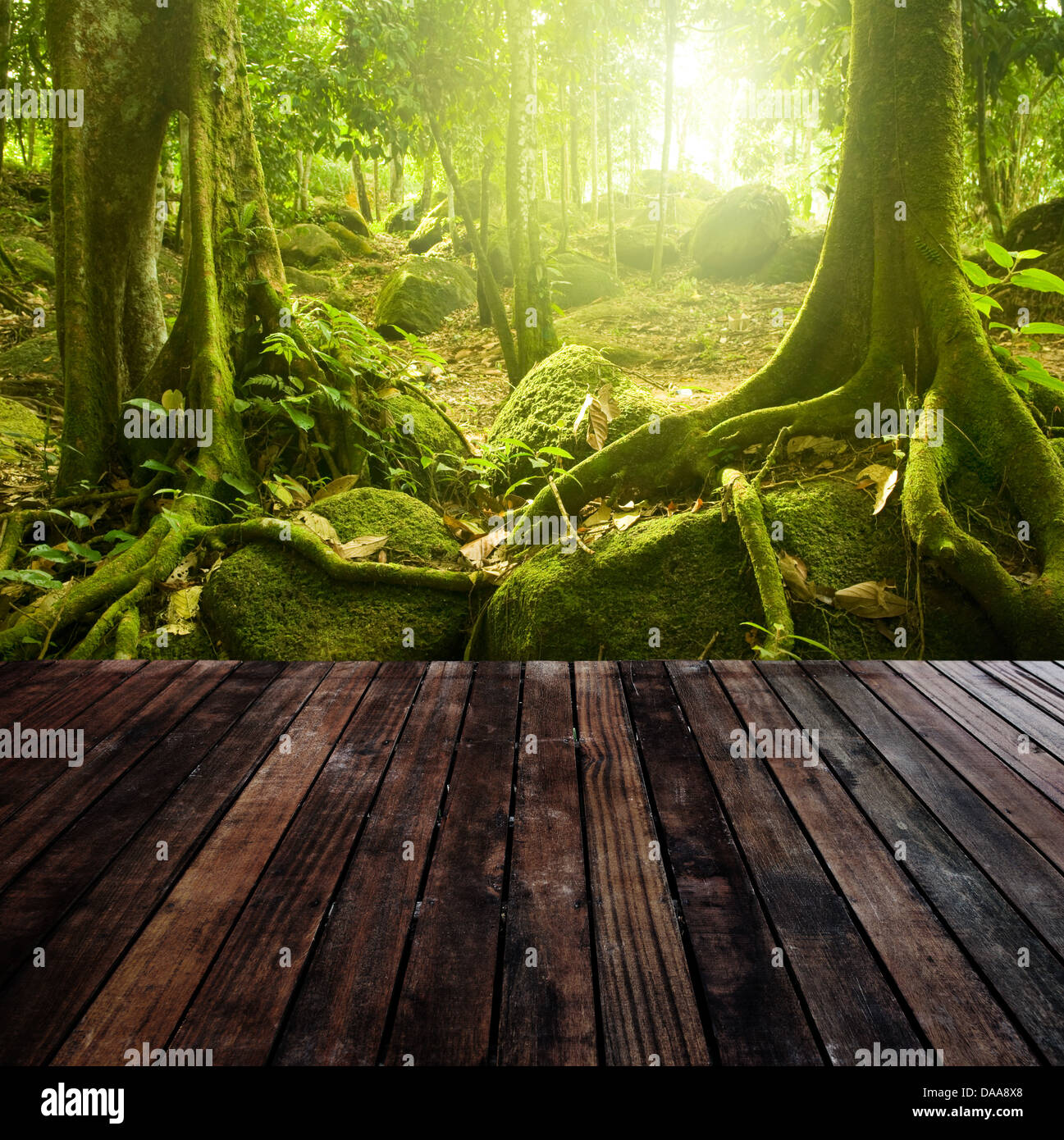 Wooden platform and green forest with ray of light Stock Photo - Alamy