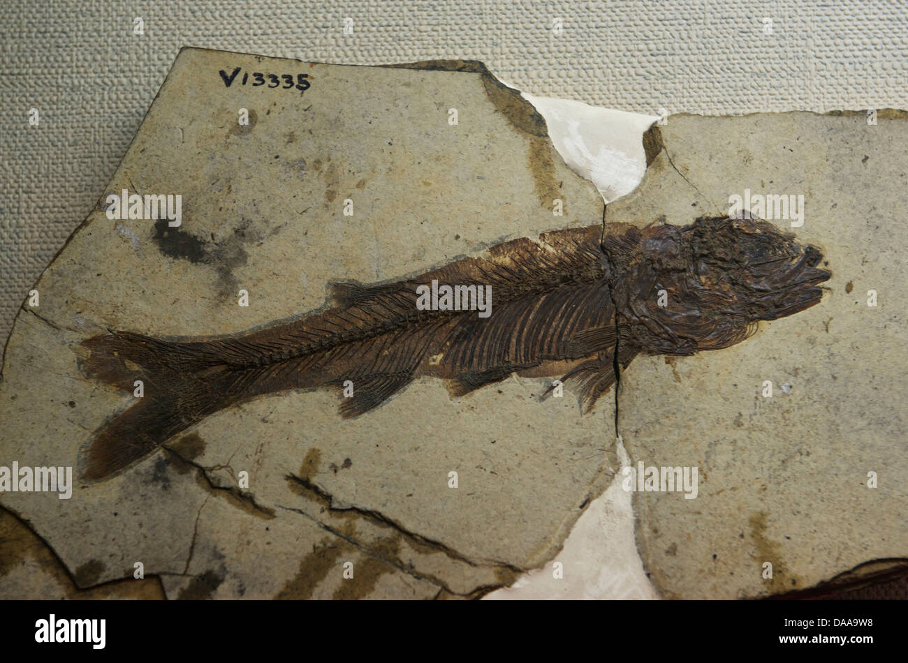Fish Fossil - Lycoptera sinensis Woodward, 1901. Shandong Laiyang Stock ...