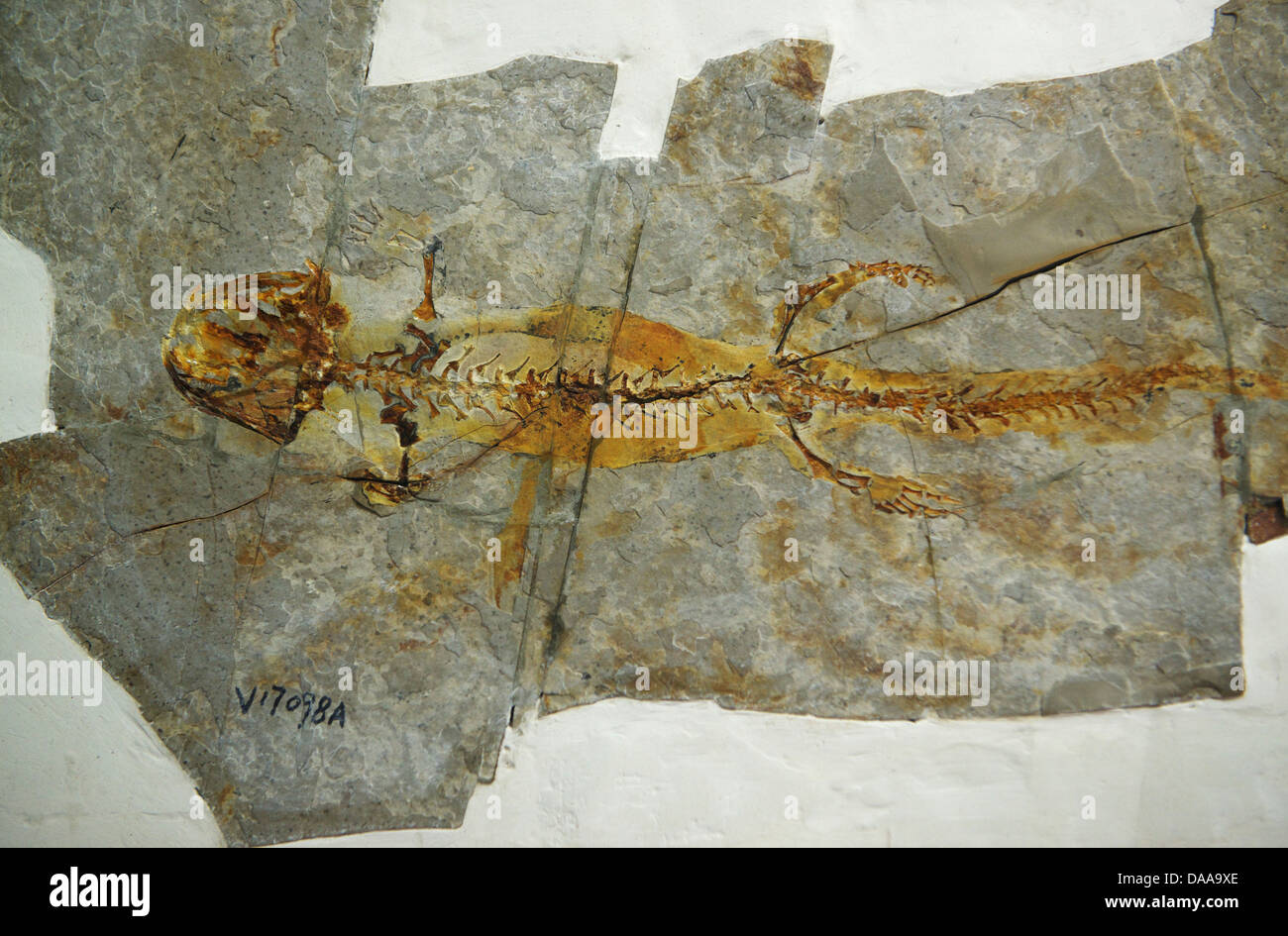 Chunerpeton tianyiensis hi-res stock photography and images - Alamy