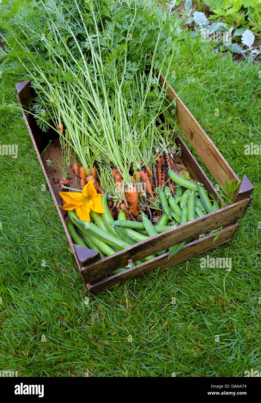 Courgette plant in container hi-res stock photography and images - Alamy