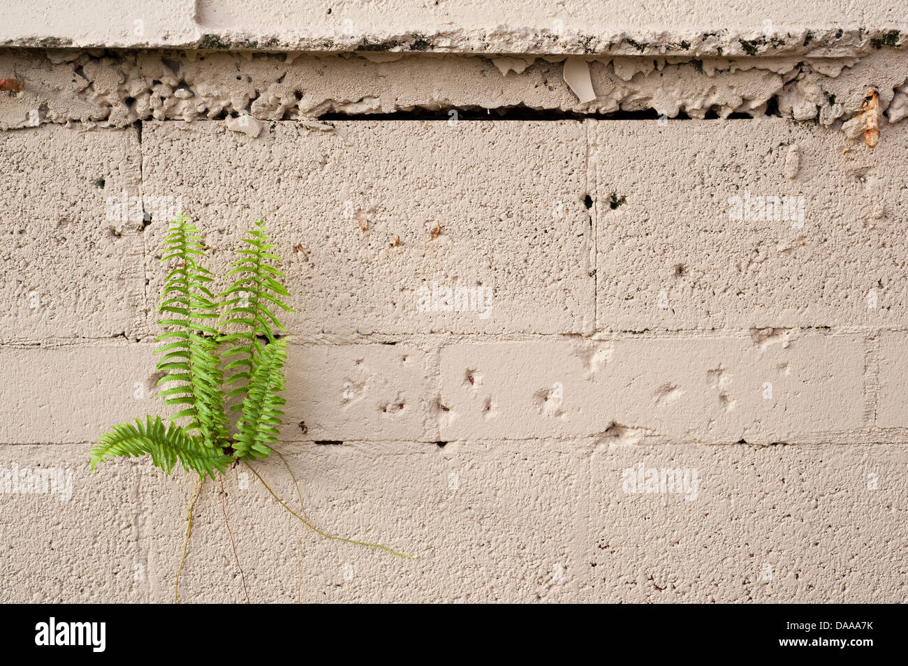 Tenacious plant hi-res stock photography and images - Alamy