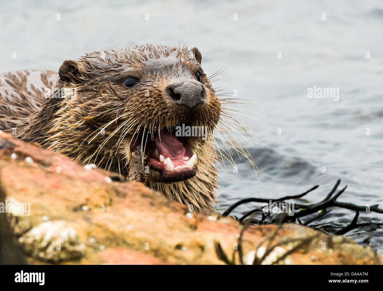 Otter eating fish Stock Photo - Alamy
