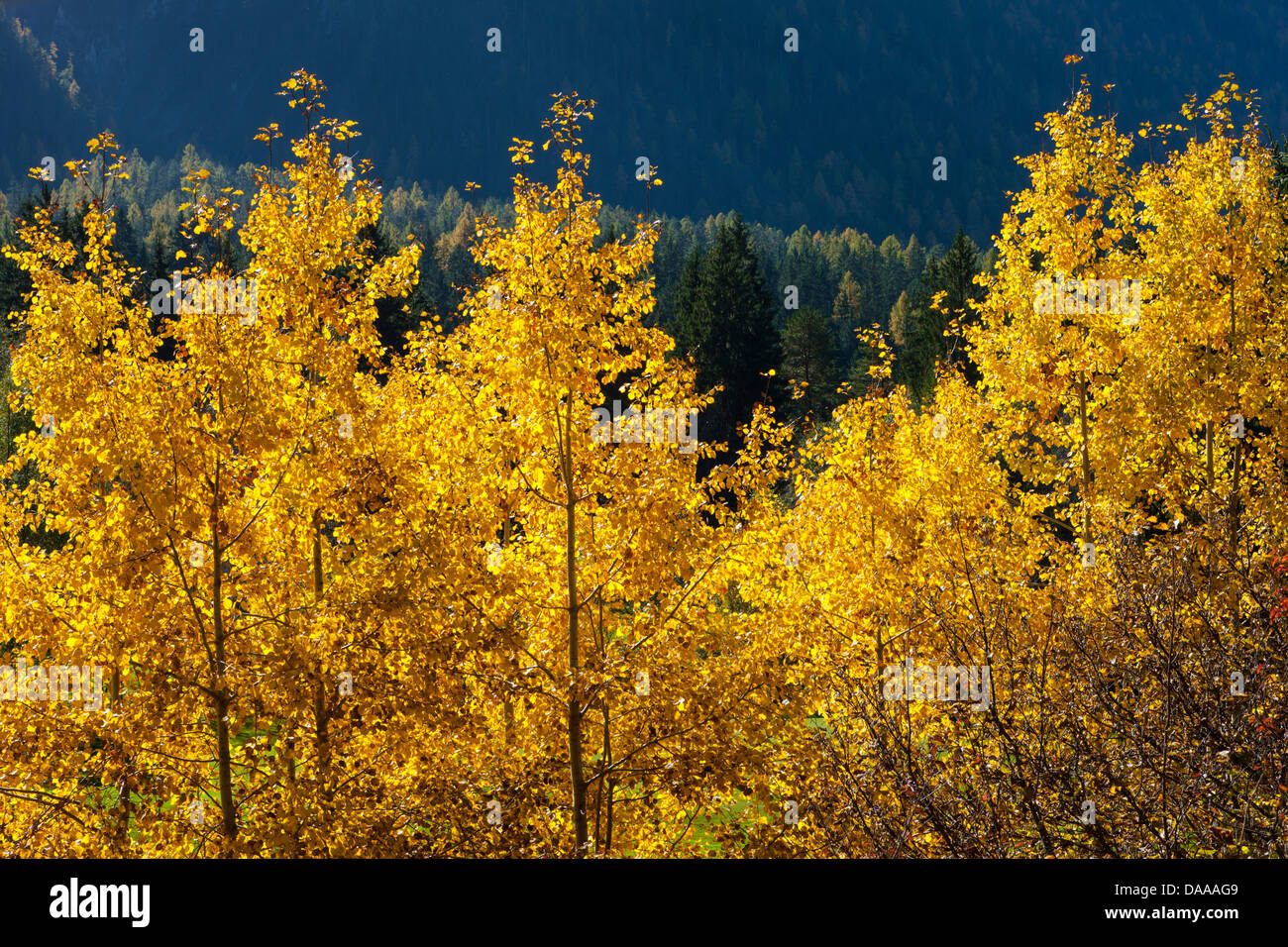 Albula valley, Switzerland, Europe, canton, Graubünden, Grisons, trees ...