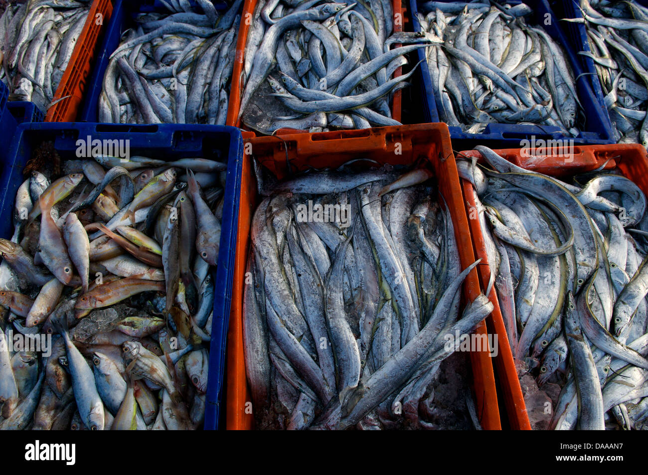 The morning catch at an open air fish market, Kampong Saom ...