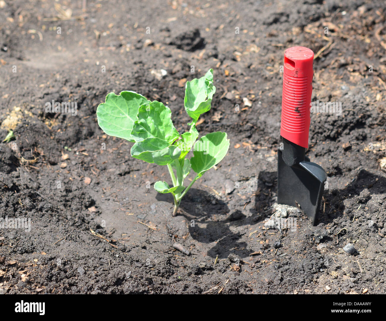 cabbage plani in the ground and shovel Stock Photo - Alamy