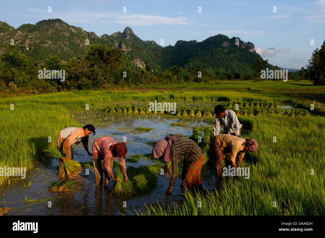 Cambodian rice field workers planting the rice fields, Damrei Mountains ...