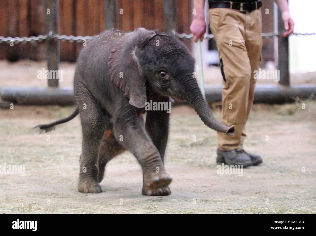 Baby elephant Uli and a keeper stand in the enclosure at the Zoo in ...
