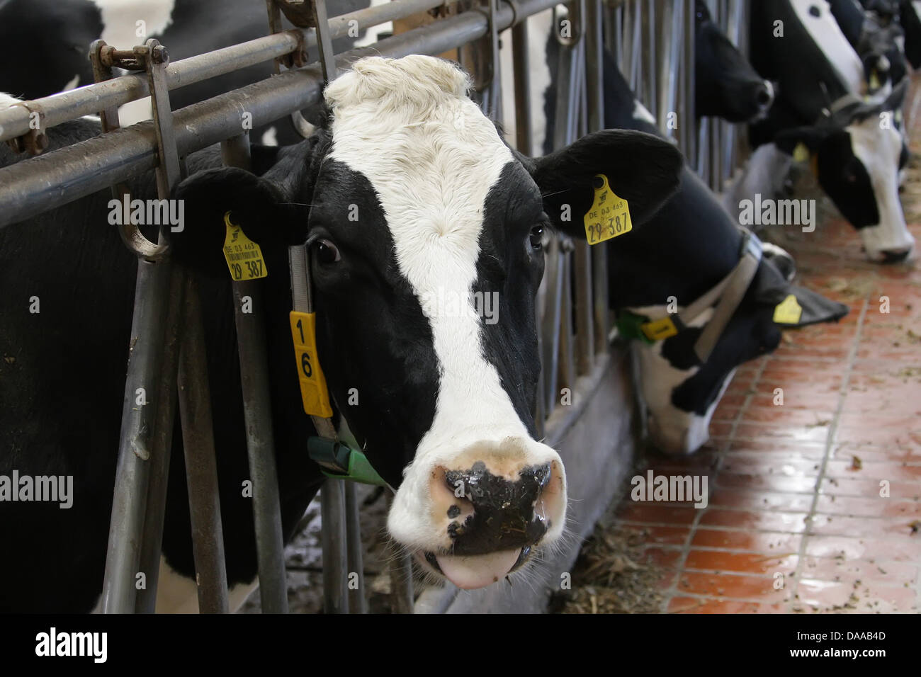 A file picture dated 04.September 2007 shows Cows standing in a barn in ...