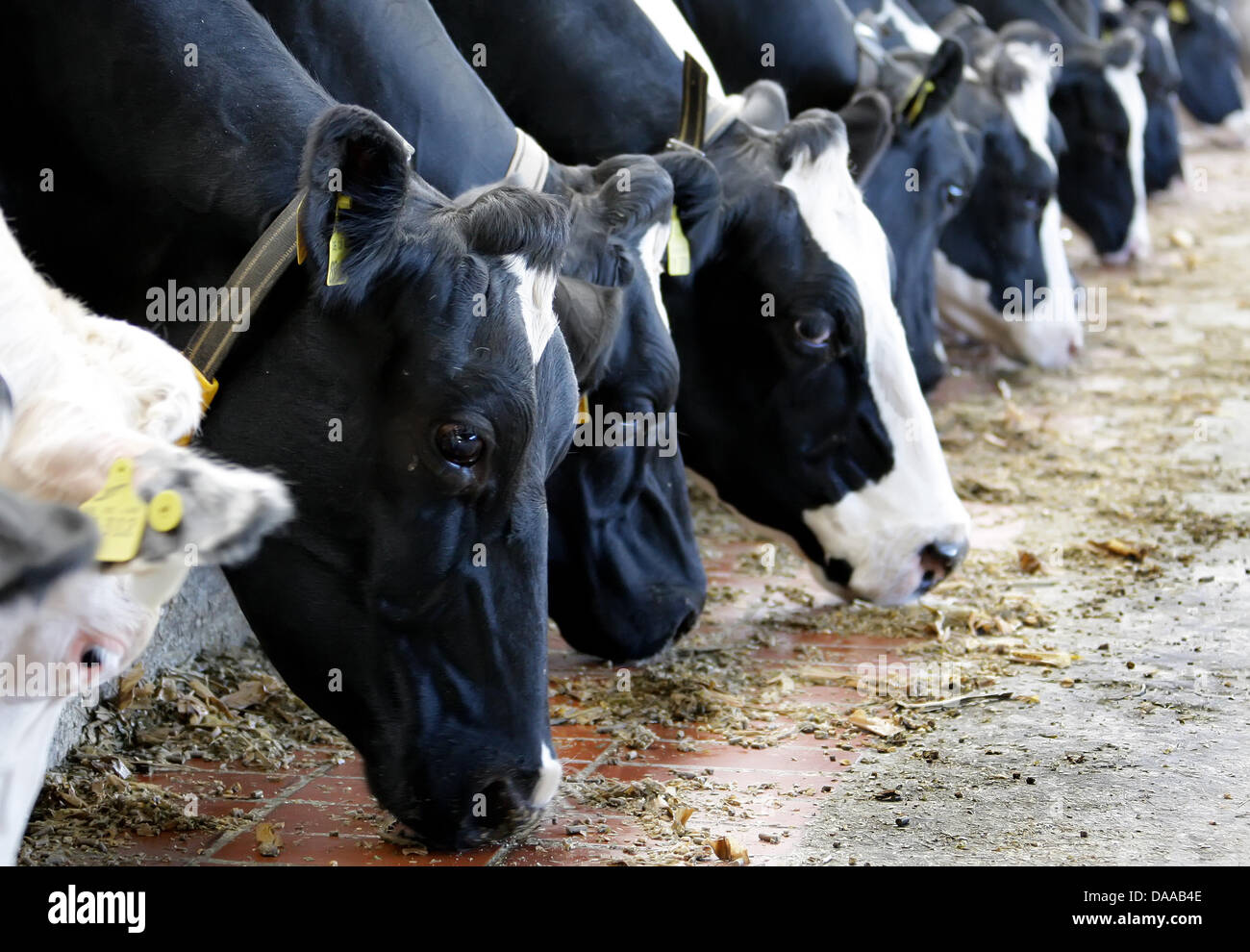 A file picture dated 04.September 2007 shows Cows standing in a barn in ...
