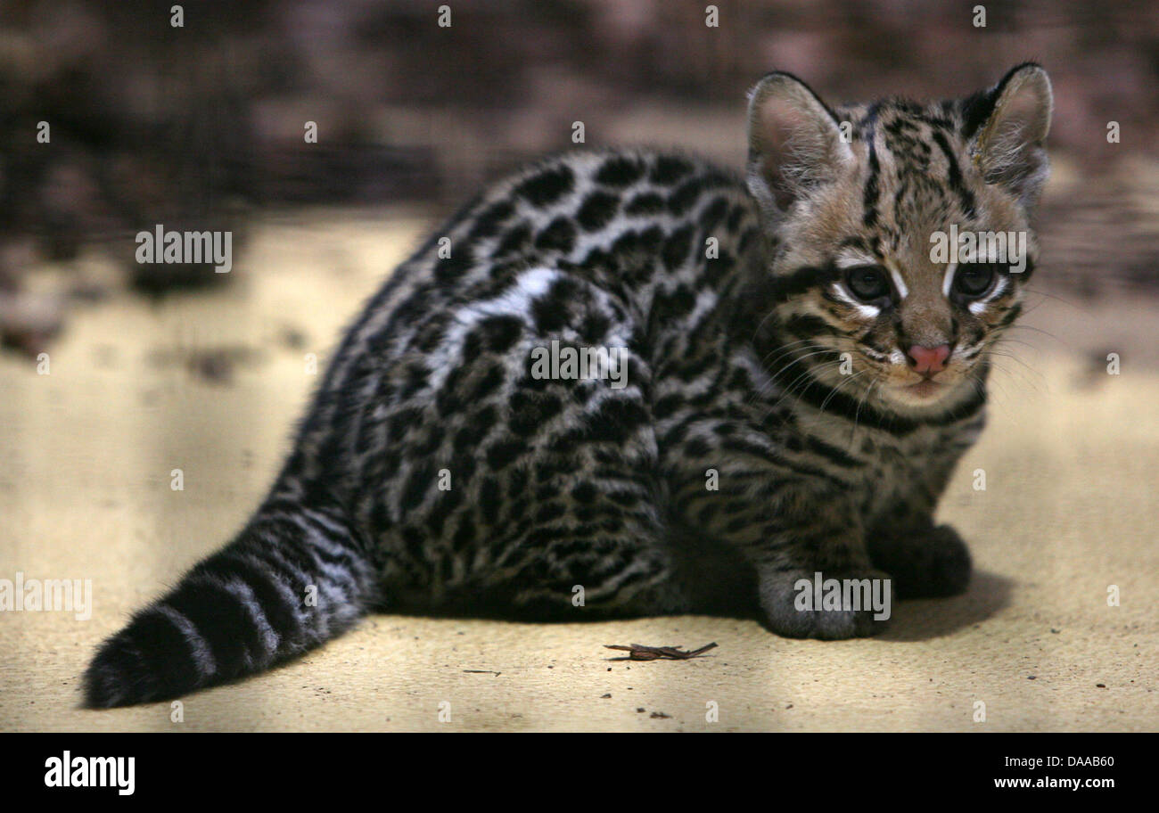 An Ocelot cub is presented at the zoo of Berlin, Germany, 18 January ...