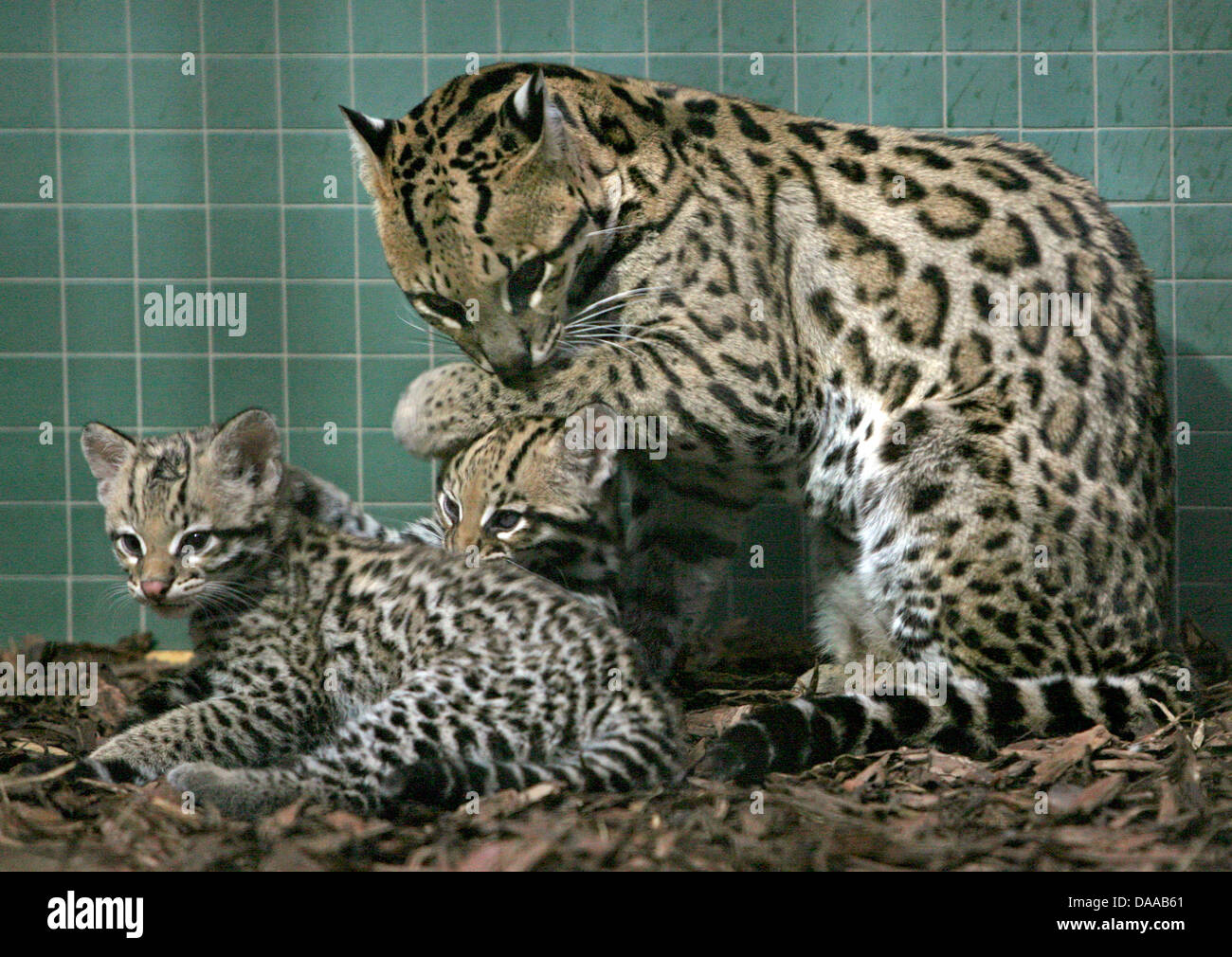 Ocelot Cubs Ocelots In A Cage Joseph Wolf As Art Print Or Hand