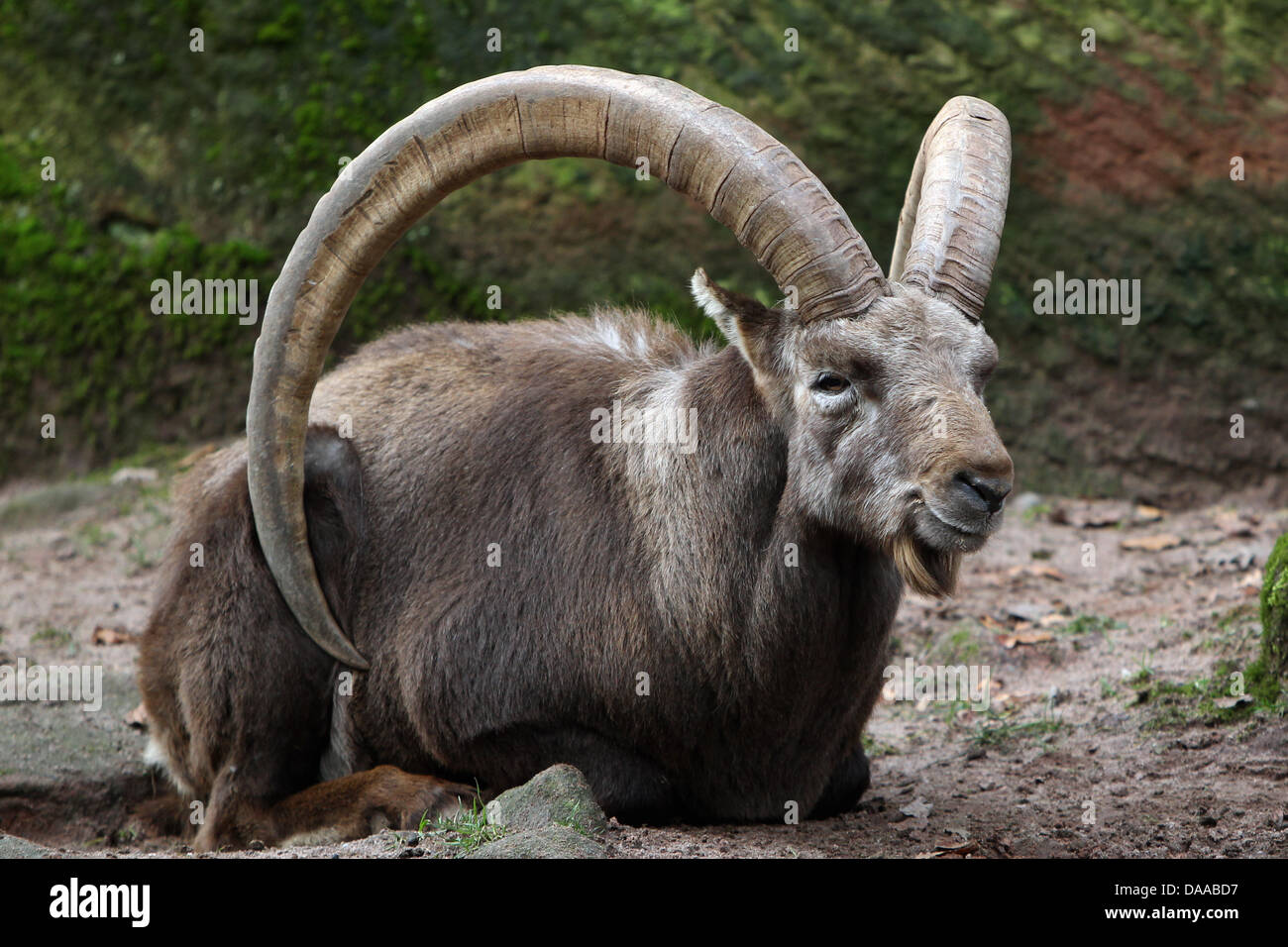 An Alpine ibex dozes in the zoo of Nuremberg, Germany, 18 January 2011 ...