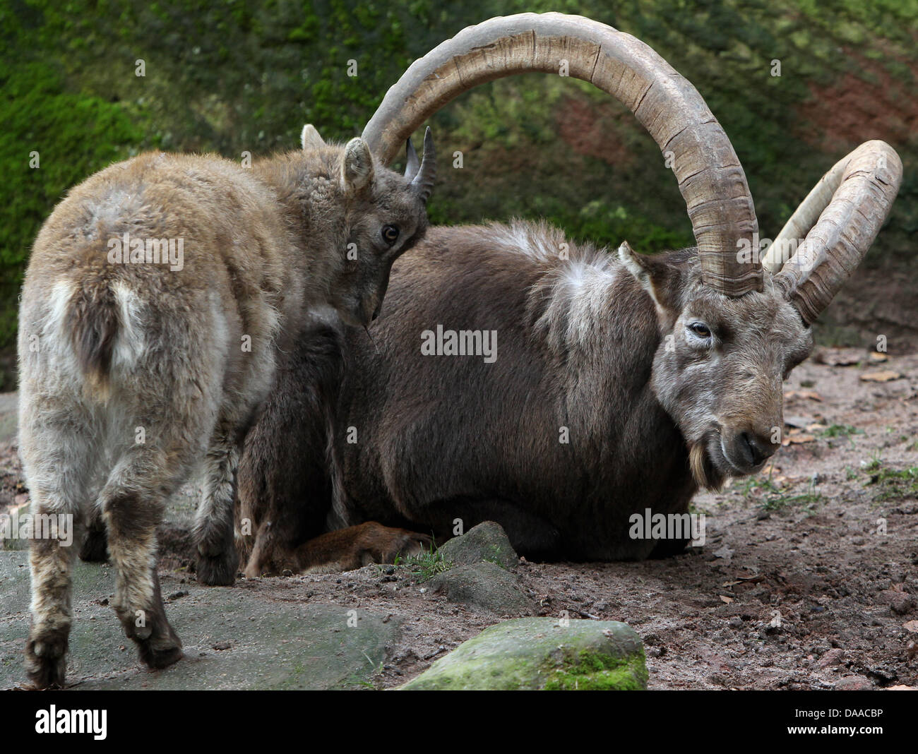 A young Alpine Ibex scratches his head on the horns of a fully grown ...