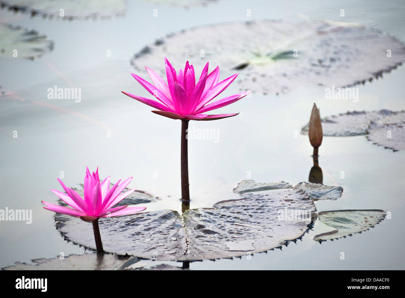 Red water lilies blooming in wetlands Stock Photo - Alamy