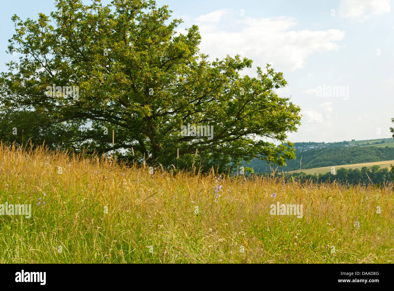 Summer landscape, green tree and fields, Germany Stock Photo - Alamy