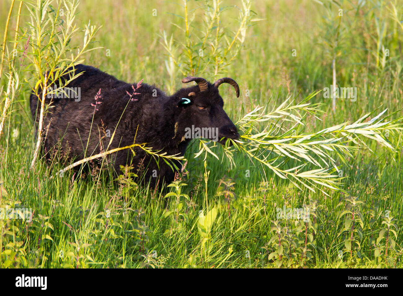 Hebridean sheep grazing Stock Photo - Alamy