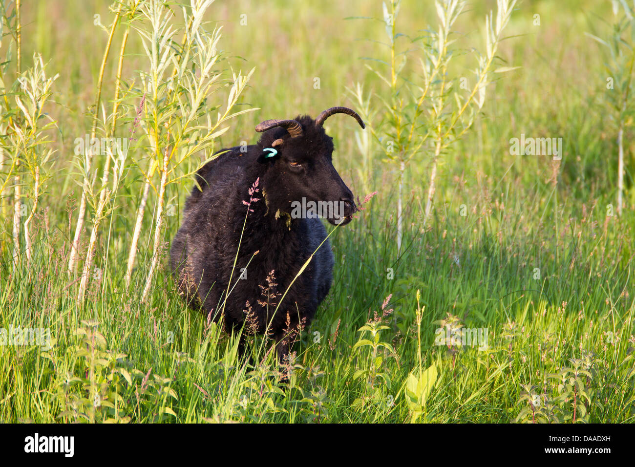 Hebridean sheep grazing Stock Photo - Alamy