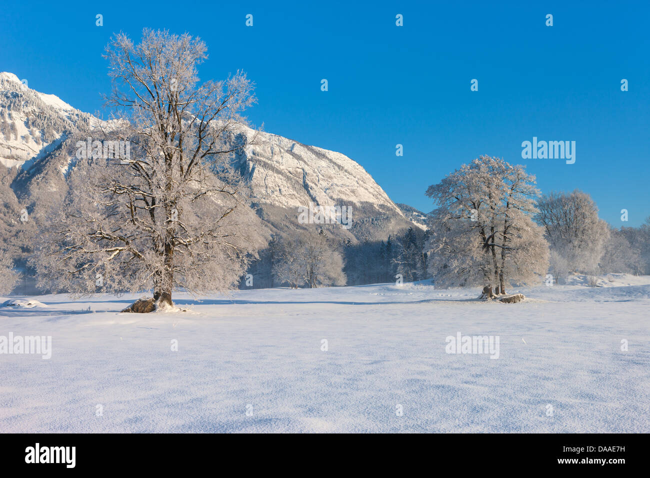 Salez, Switzerland, Europe, canton, St. Gallen, Rhine Valley, trees ...
