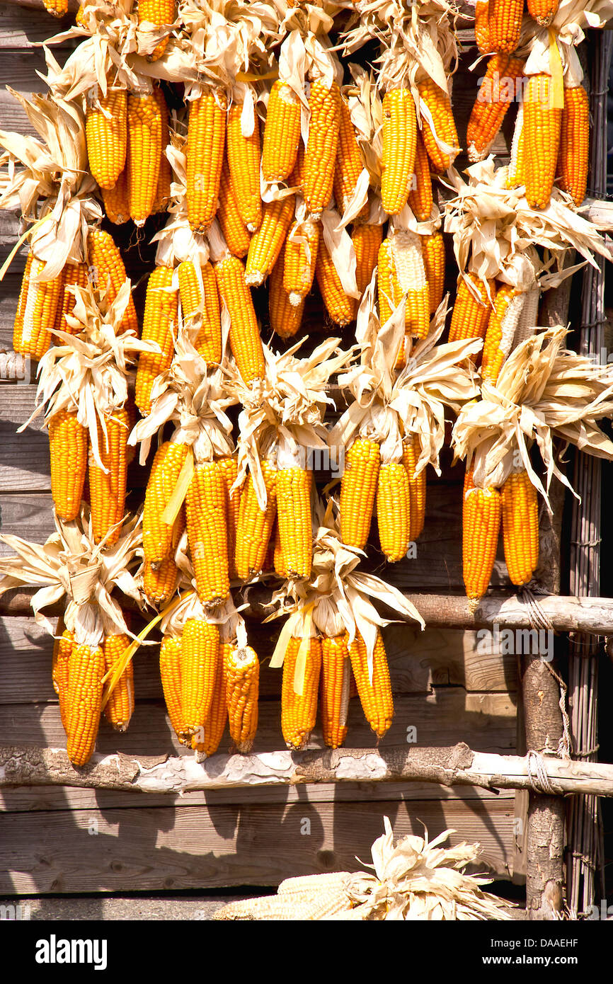 Many corn had been hung on the wood Stock Photo - Alamy
