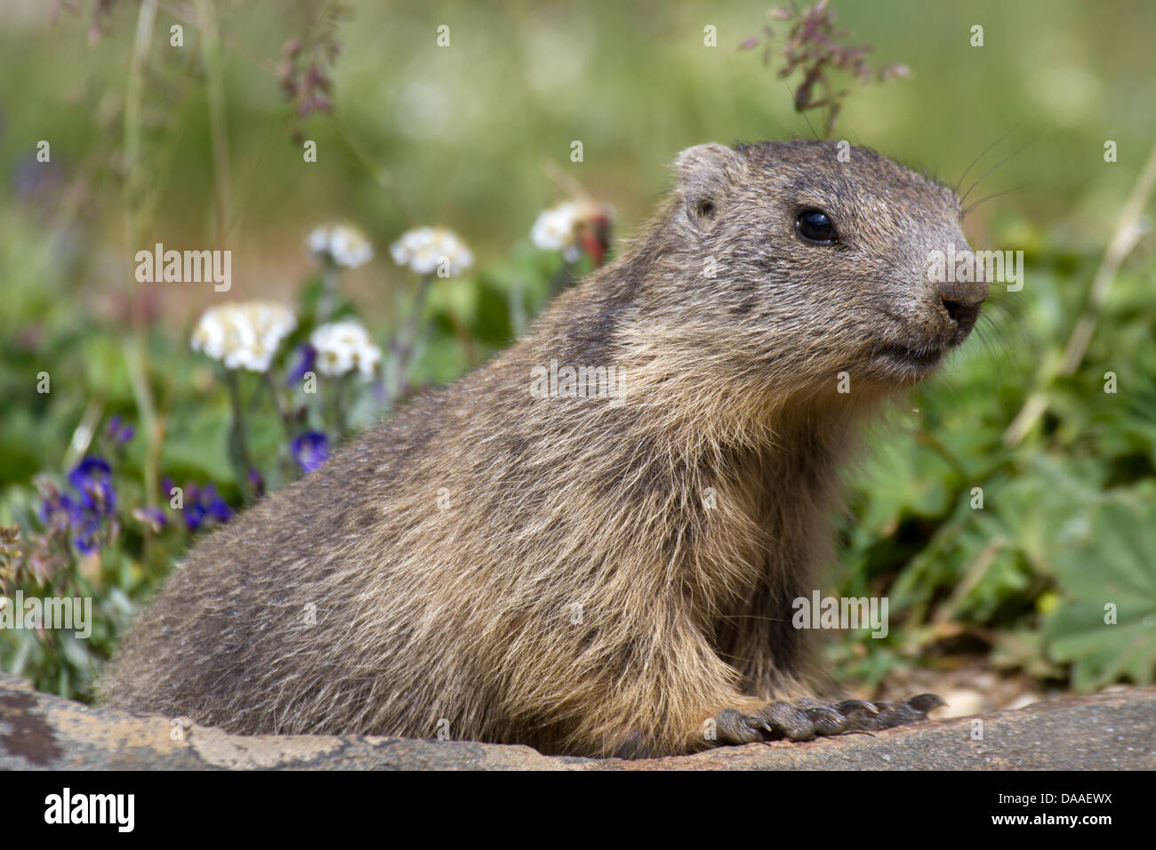 puppy alpine marmot in his den Stock Photo - Alamy