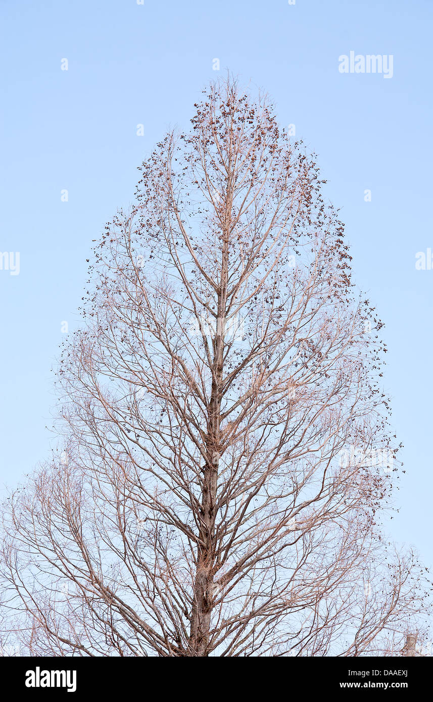 Shriveled tree In the empty Stock Photo - Alamy