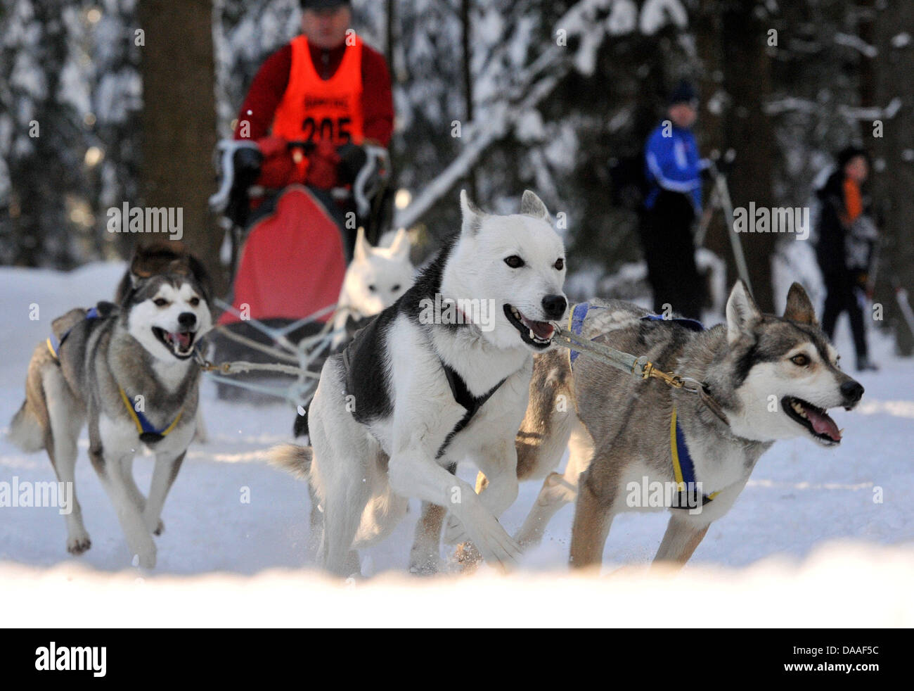 Sleigh dogs race towards the finish line at the European sleigh dog ...