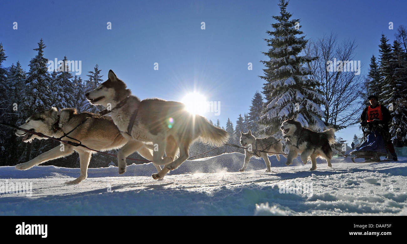 Sleigh dogs race towards the finish line at the European sleigh dog ...