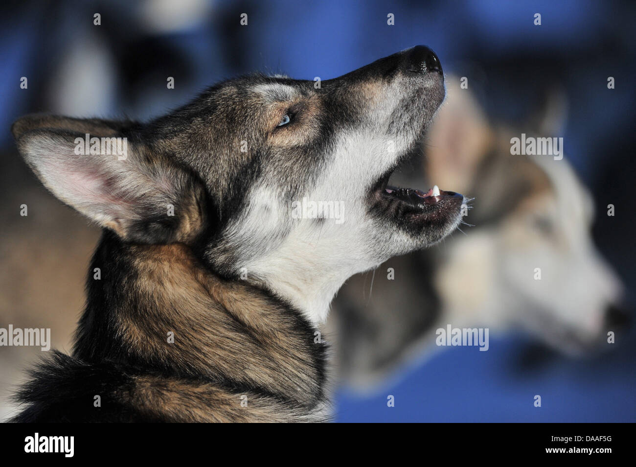A husky at the European sleigh dog championships in Schoeneck, Germany ...