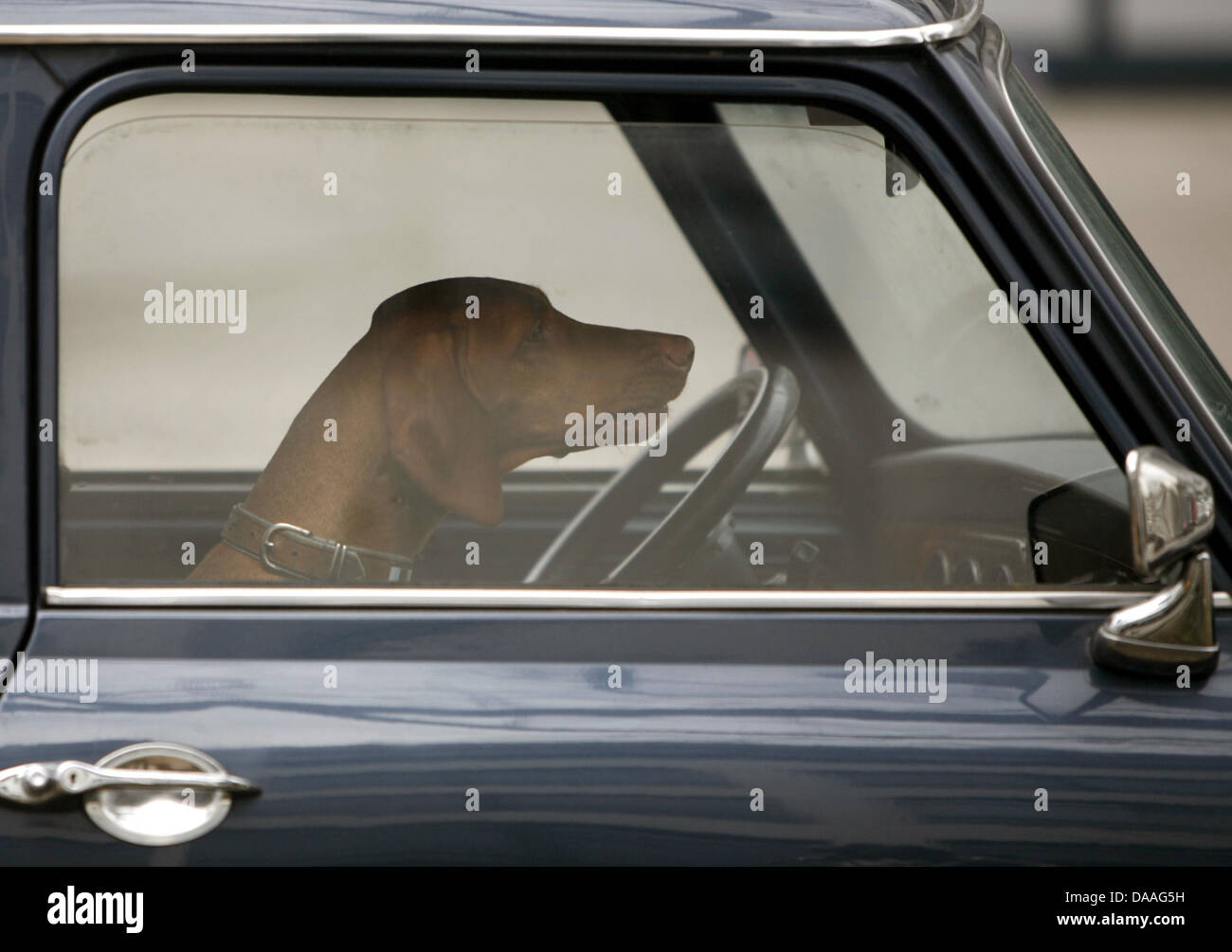 A file picture dated 28 March 2008 shows a dog behind the wheel of a ...