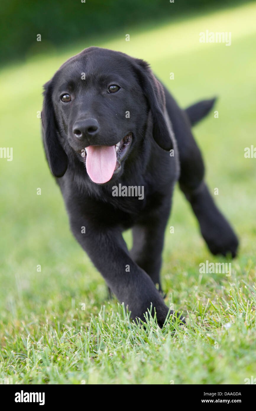 portrait of a young black labrador puppy Stock Photo - Alamy