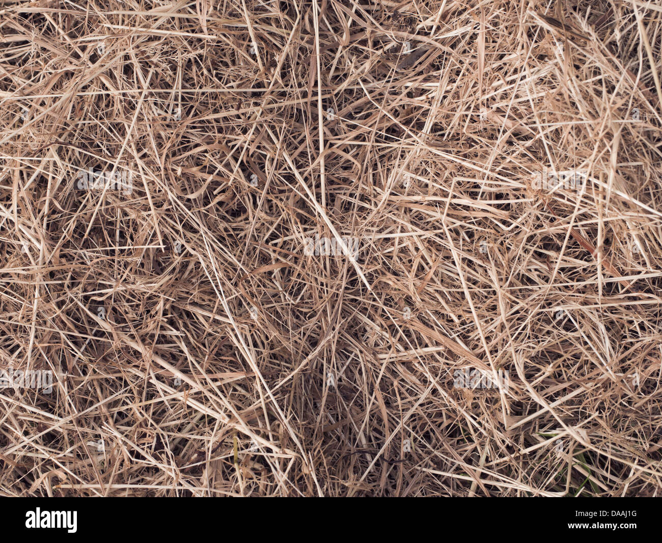 Dry grass texture Stock Photo - Alamy