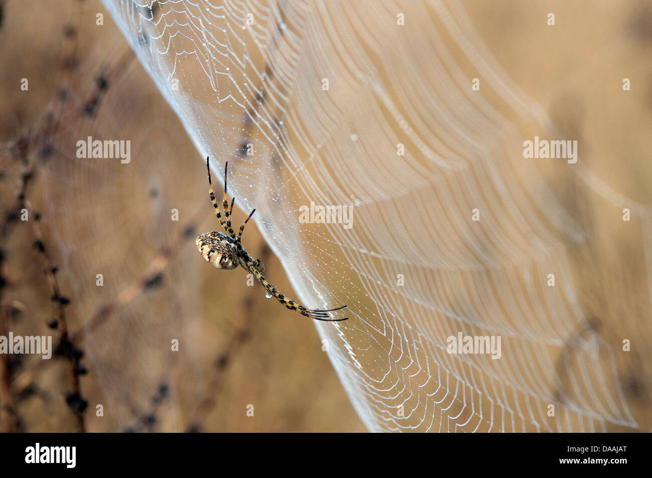 Argiope lobata spider hi-res stock photography and images - Alamy