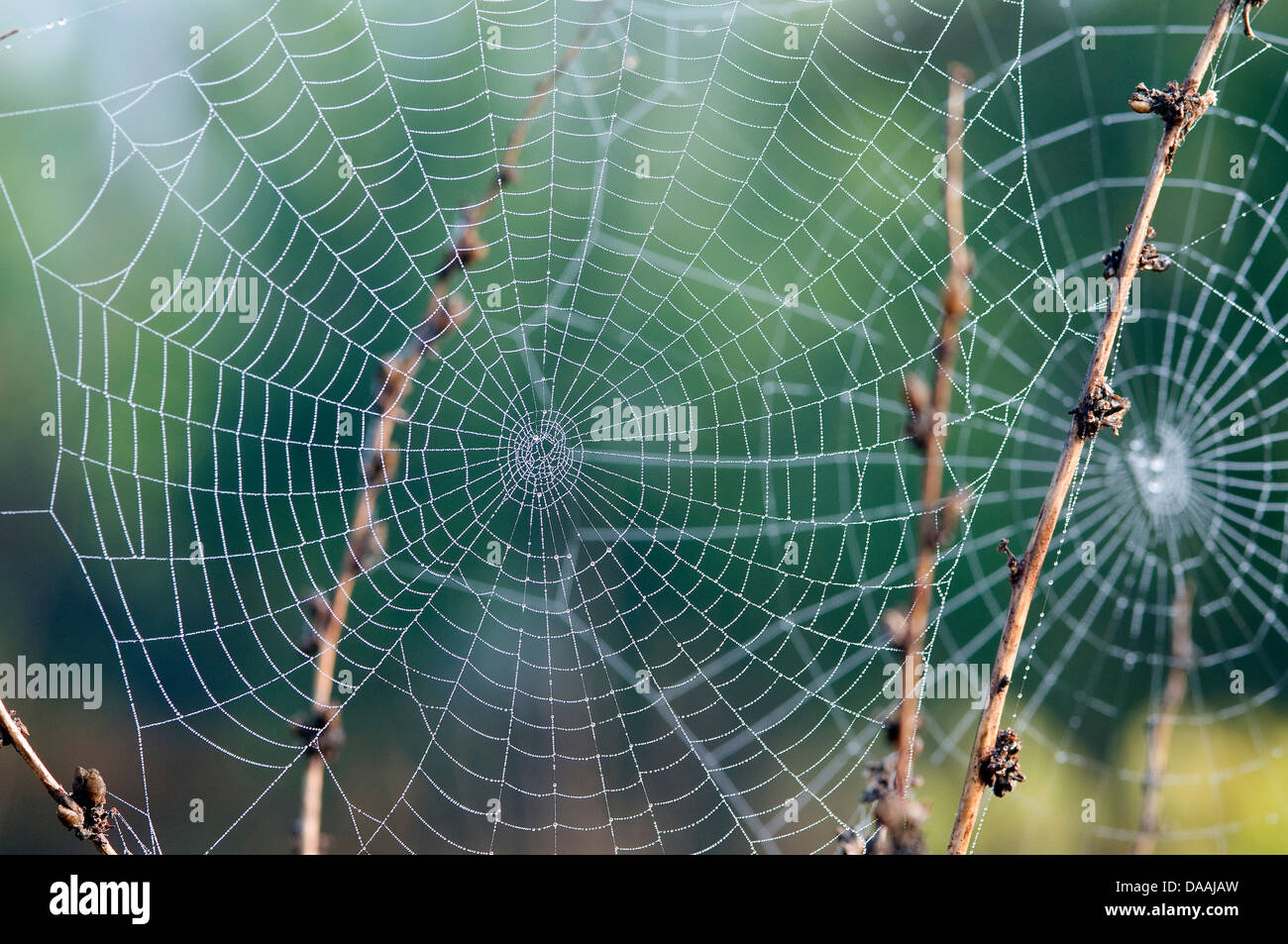 Argiope lobata spider hi-res stock photography and images - Alamy