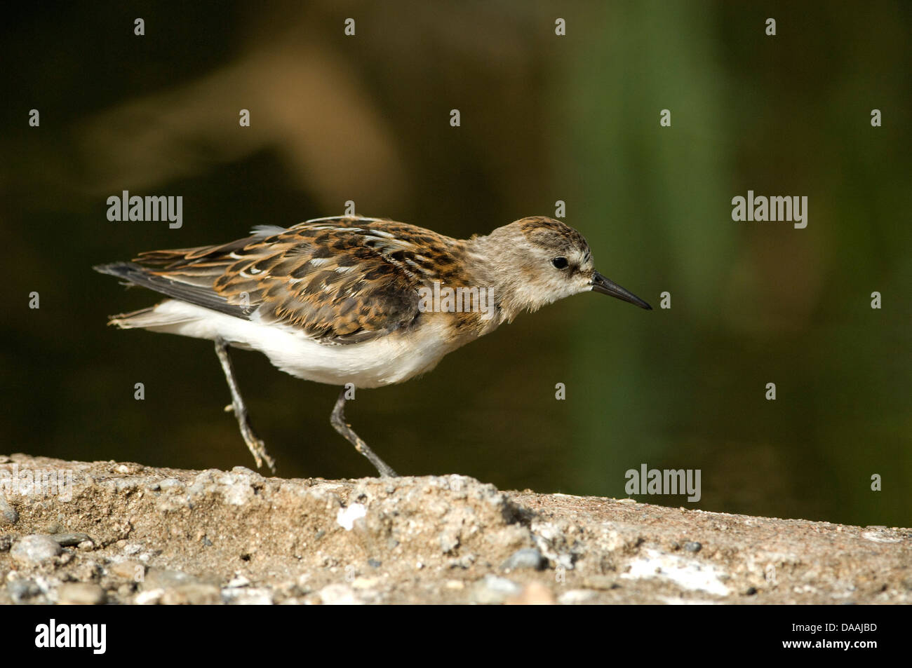 Europe, Little Stint, Calidris minuta, stint, bird Stock Photo - Alamy