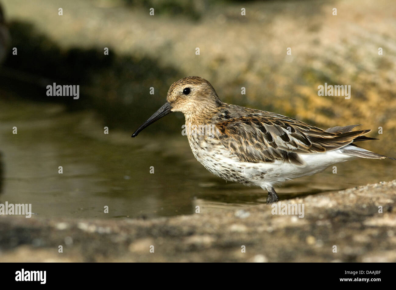 Europe, Dunlin, Calidris alpina, bird, animal Stock Photo - Alamy