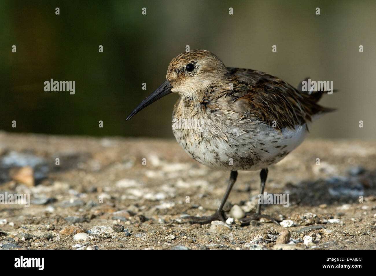 Europe, Dunlin, Calidris alpina, bird, animal Stock Photo - Alamy